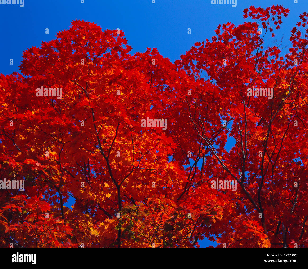 Trees in autumn colours, Hokkaido, Japan, Asia Stock Photo - Alamy
