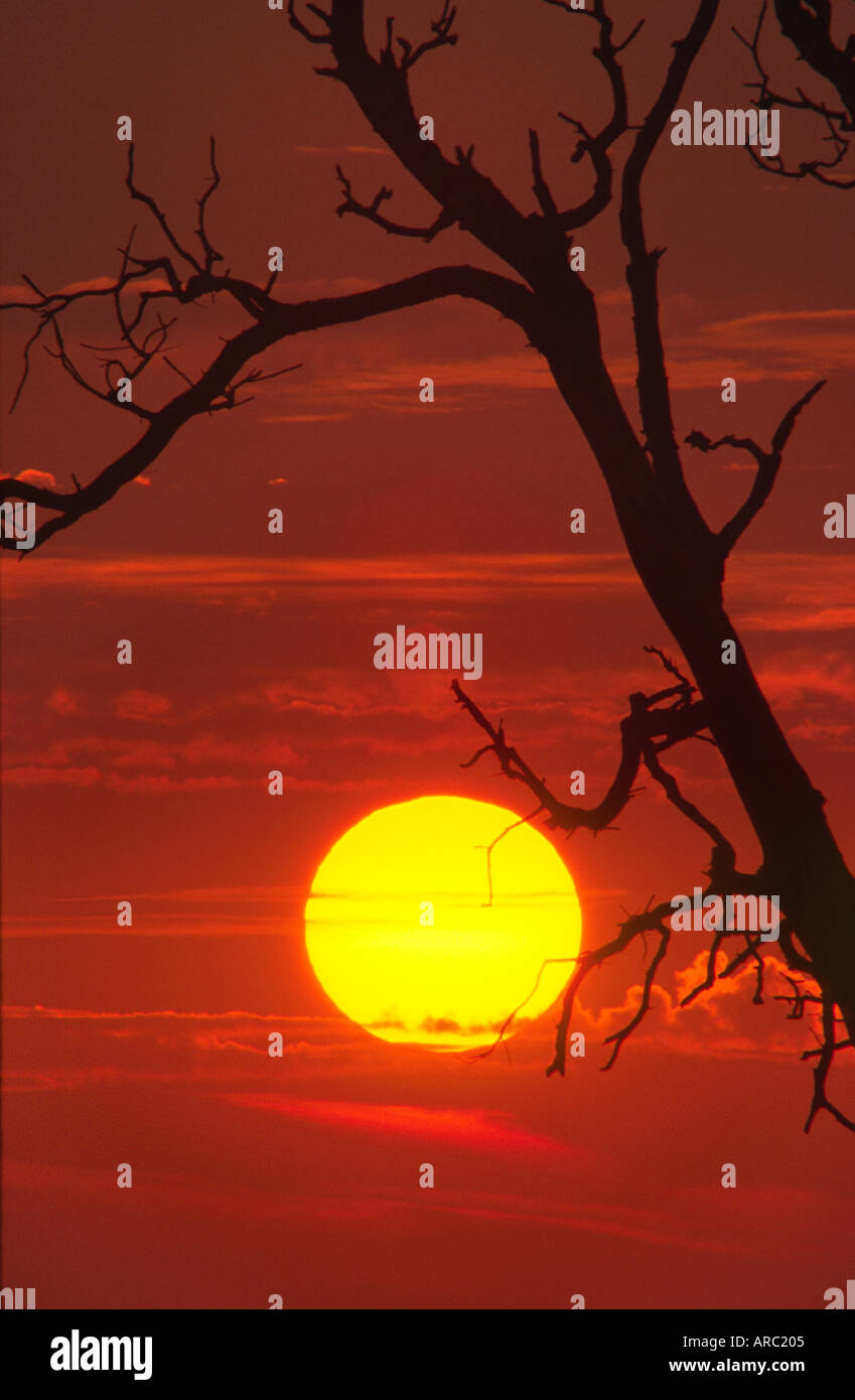 Sunset behind Tree Branches Stock Photo - Alamy