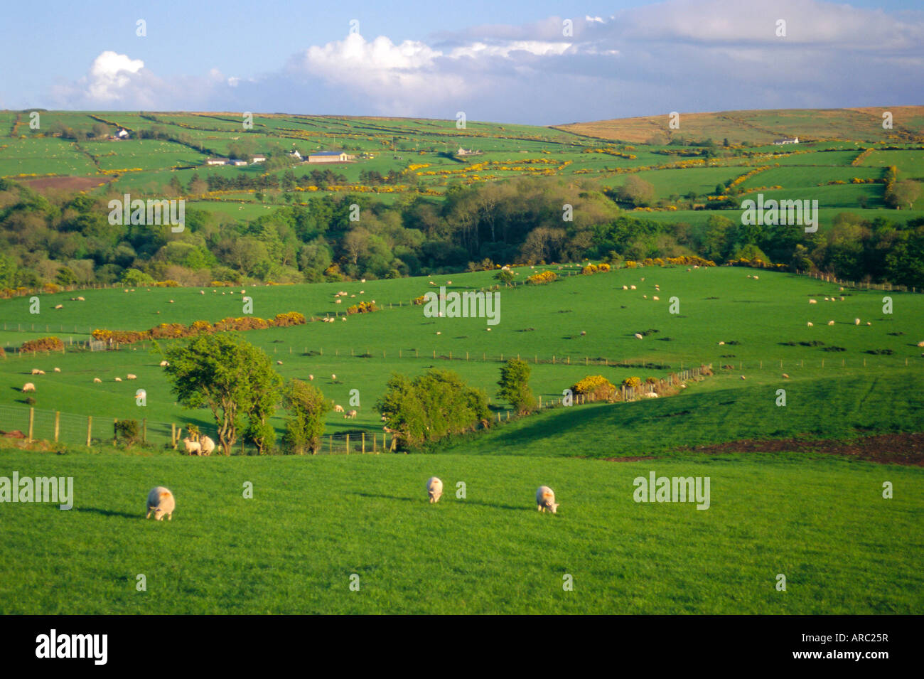 Farming countryside, County Antrim, Ulster, Northern Ireland, UK ...