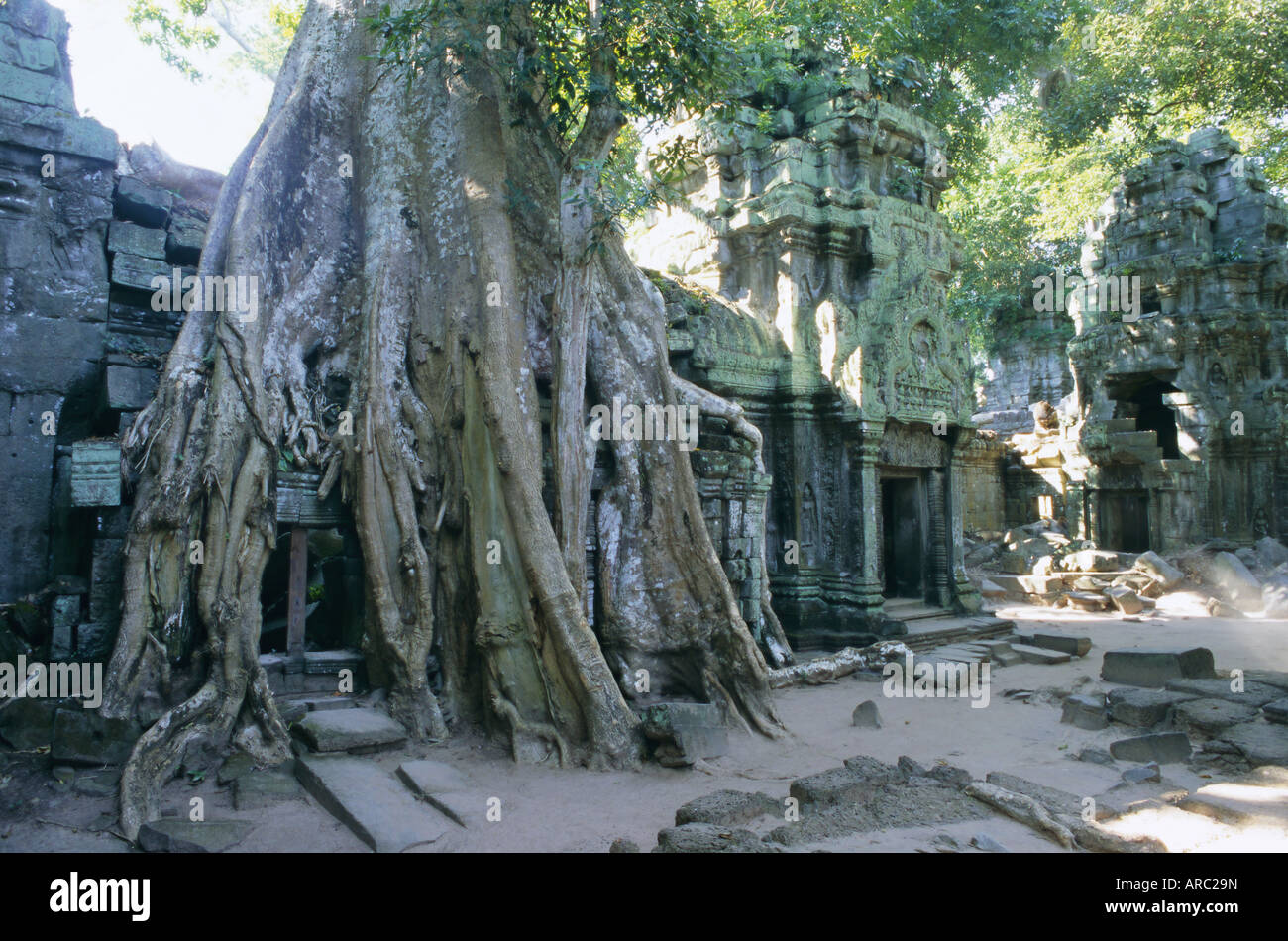 Tree roots growing over ruins at archaeological site, Ta Prohm temple ...