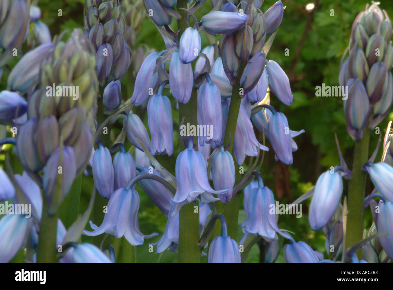 Closeup of Bluebell Flowers in Full Bloom in a Cheshire Garden England ...