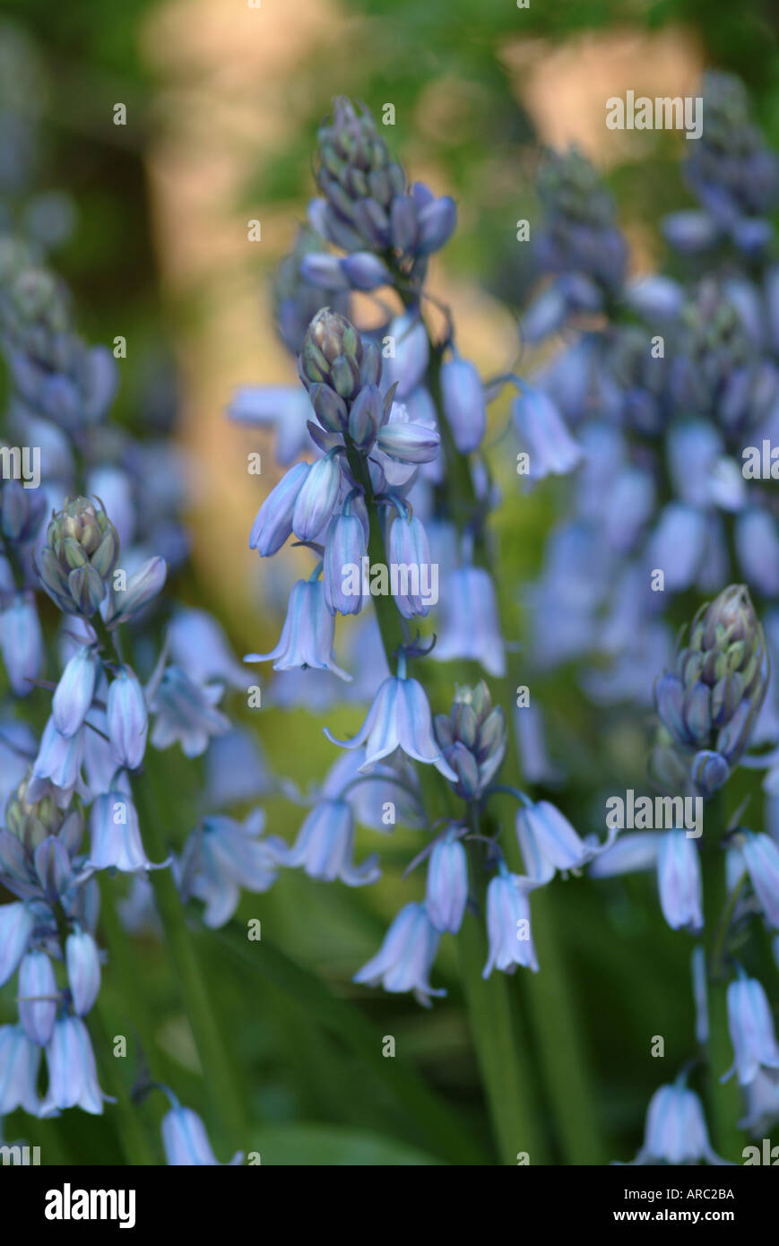Closeup of Bluebell Flowers in Full Bloom in a Cheshire Garden England ...