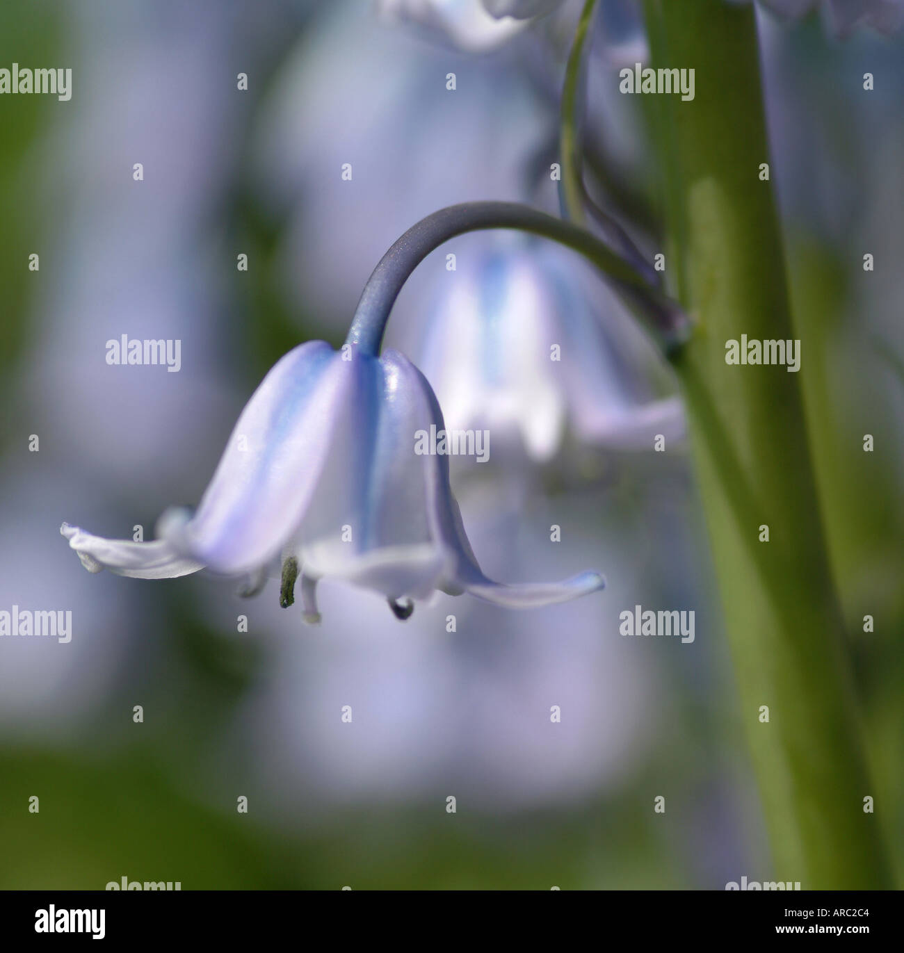 Conical flower spike hi-res stock photography and images - Alamy