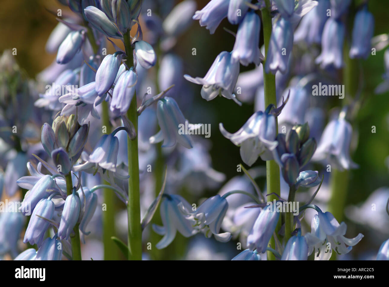 Closeup of Bluebell Flowers in Full Bloom in a Cheshire Garden England ...