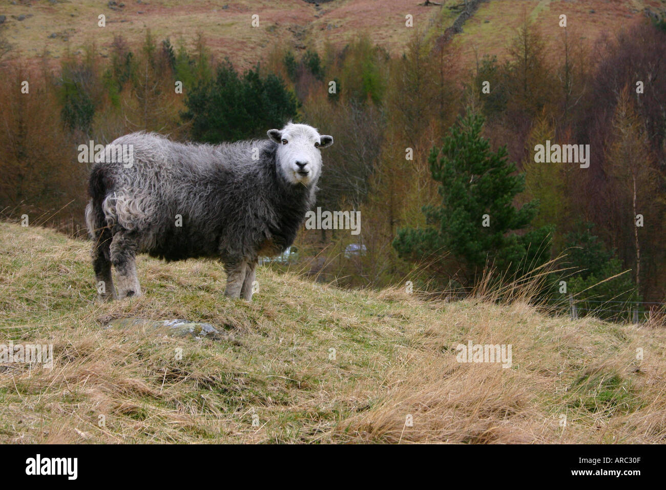 Blea tarn sheep hi-res stock photography and images - Alamy