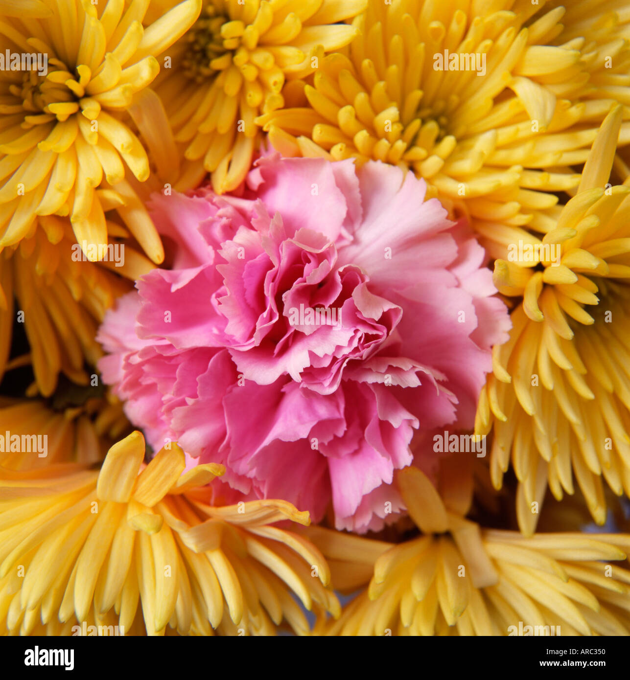 Pink carnation and yellow dahlias Stock Photo - Alamy