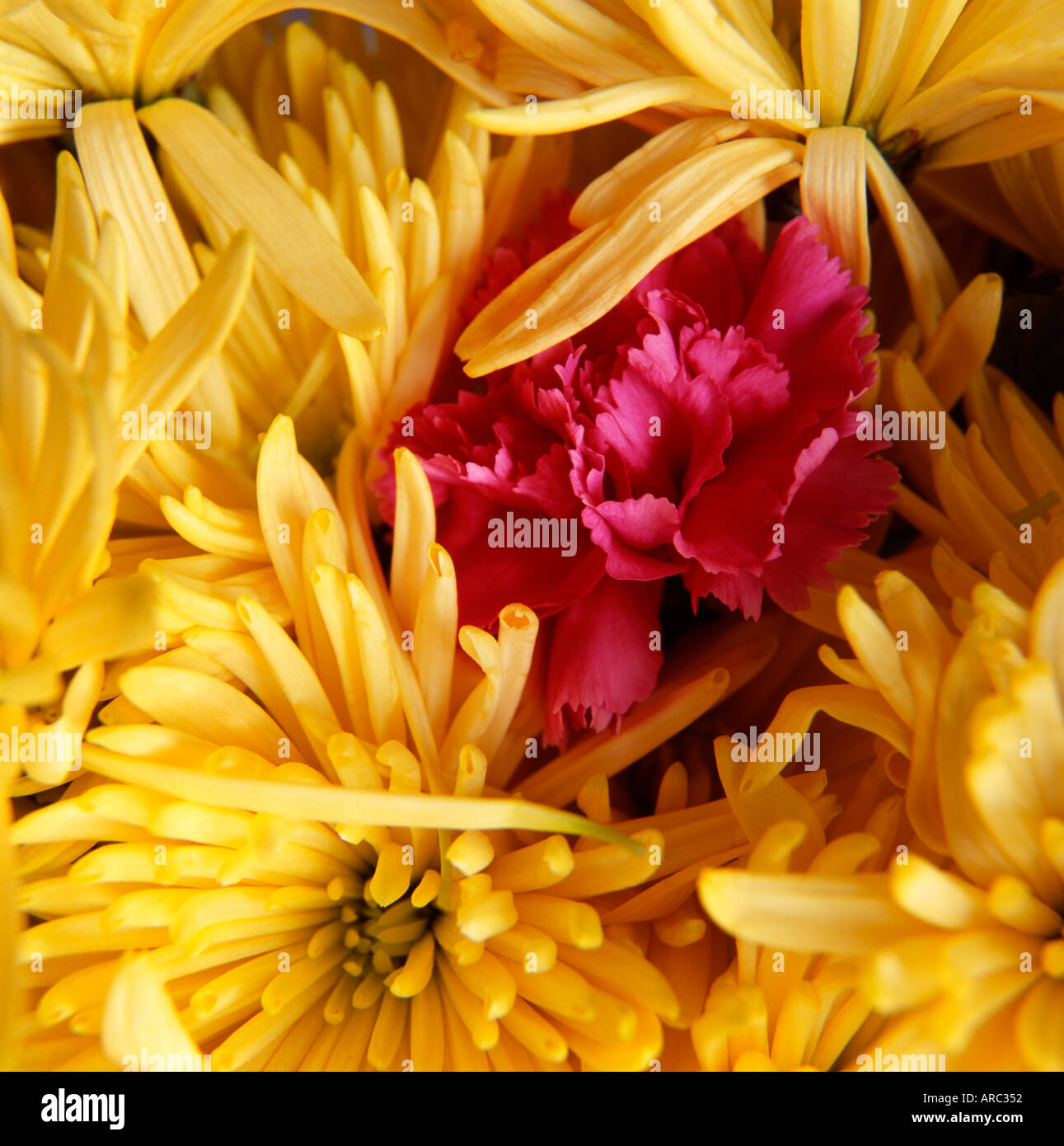 Salmon carnation hi-res stock photography and images - Alamy