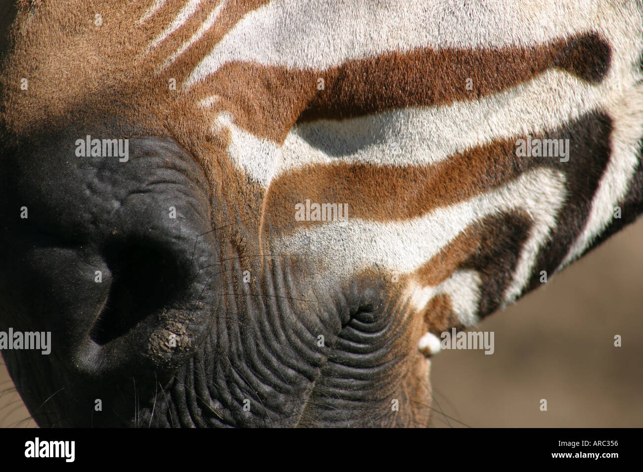 Zebra strips hi-res stock photography and images - Alamy