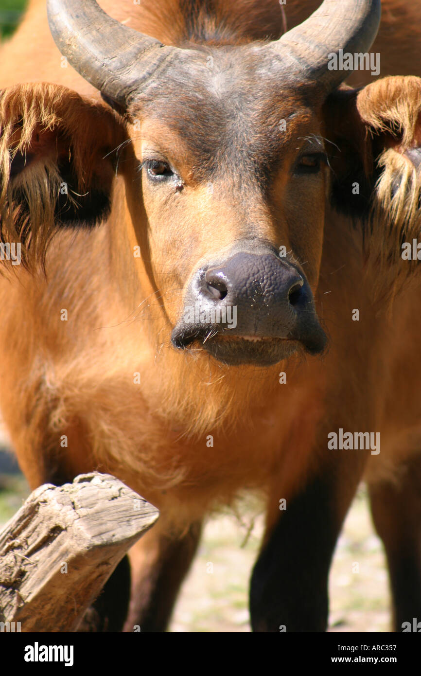 Congo buffalo hi-res stock photography and images - Alamy