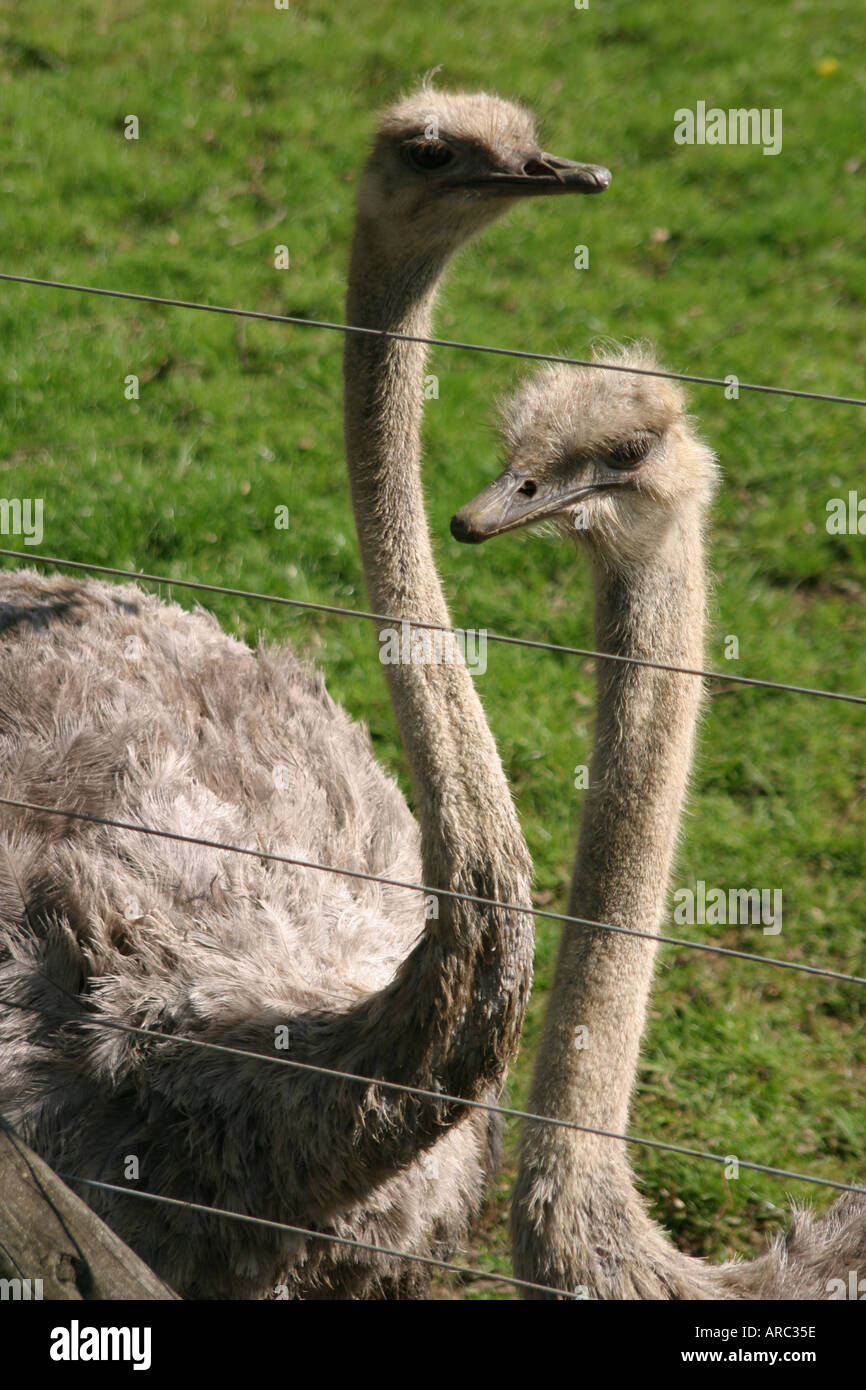 Two ostrich hi-res stock photography and images - Alamy