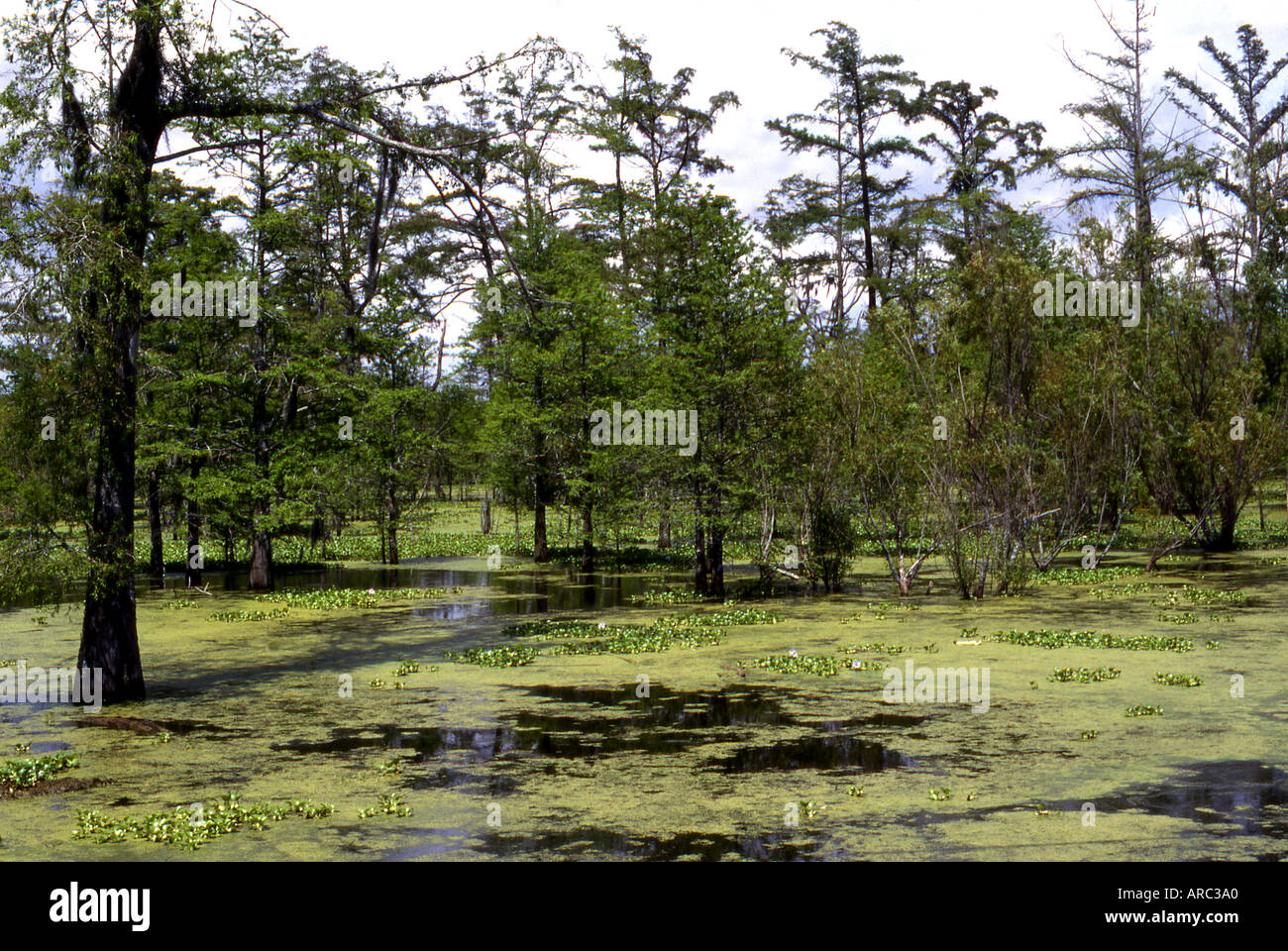 Grand bayou hi-res stock photography and images - Alamy