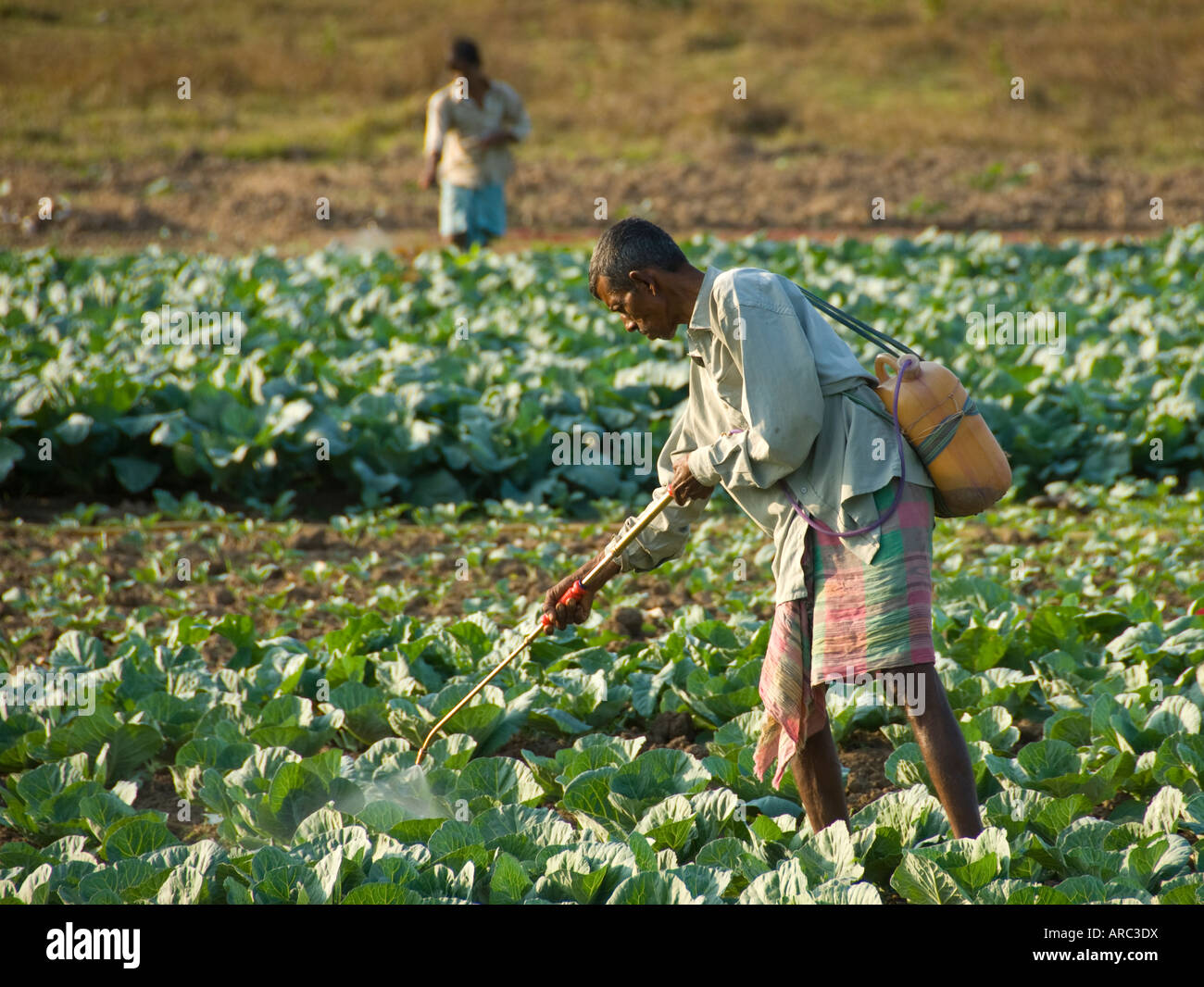 Men spraying pesticides on crops in India Stock Photo - Alamy