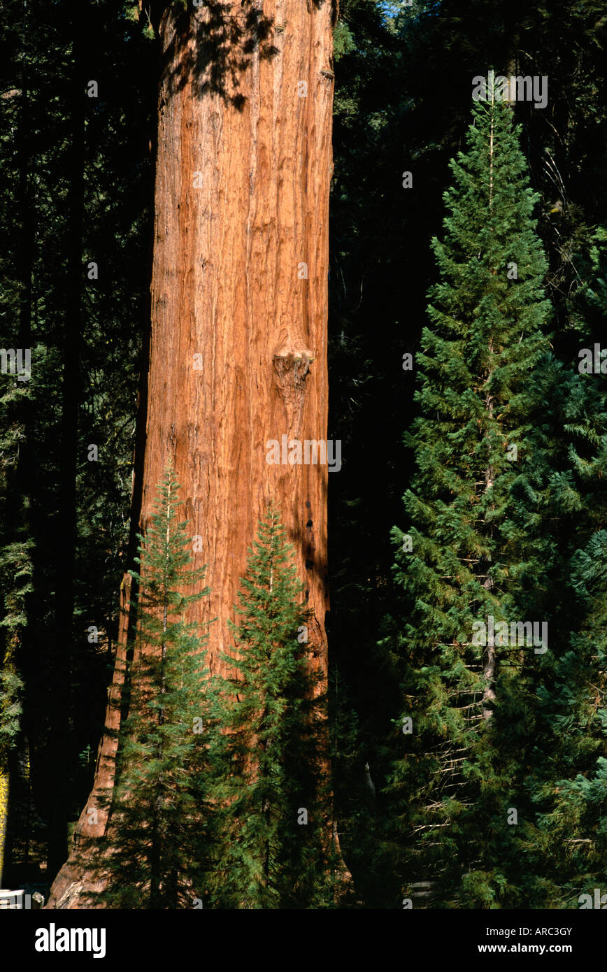 Giant sequoia tree, Sequoia National Park, California, United States of ...
