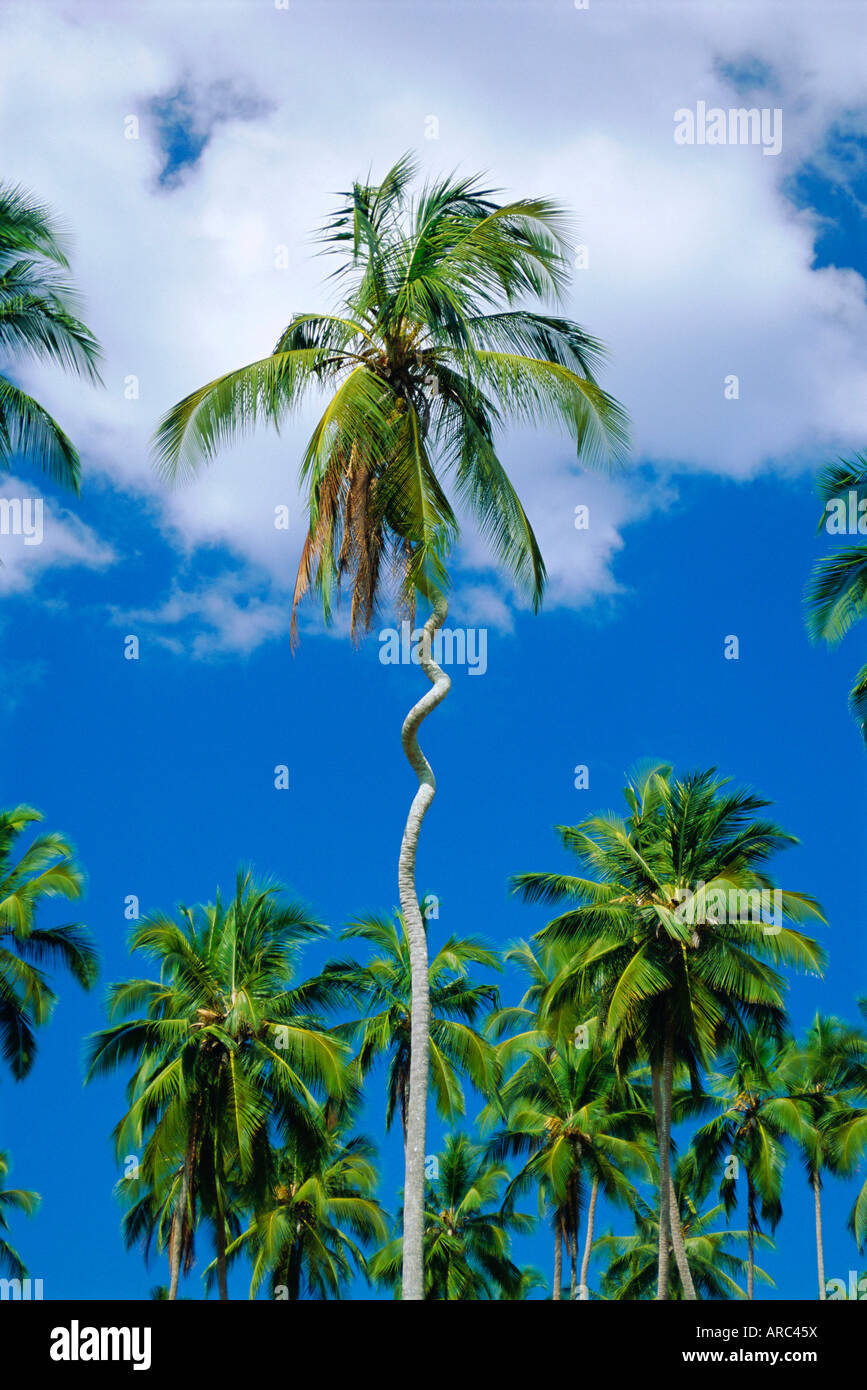 Corkscrew palm tree zanzibar tanzania hi-res stock photography and ...