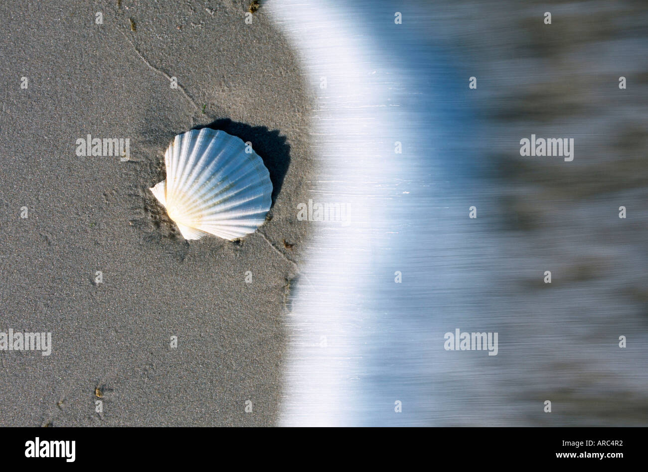 Shell on beach Stock Photo - Alamy