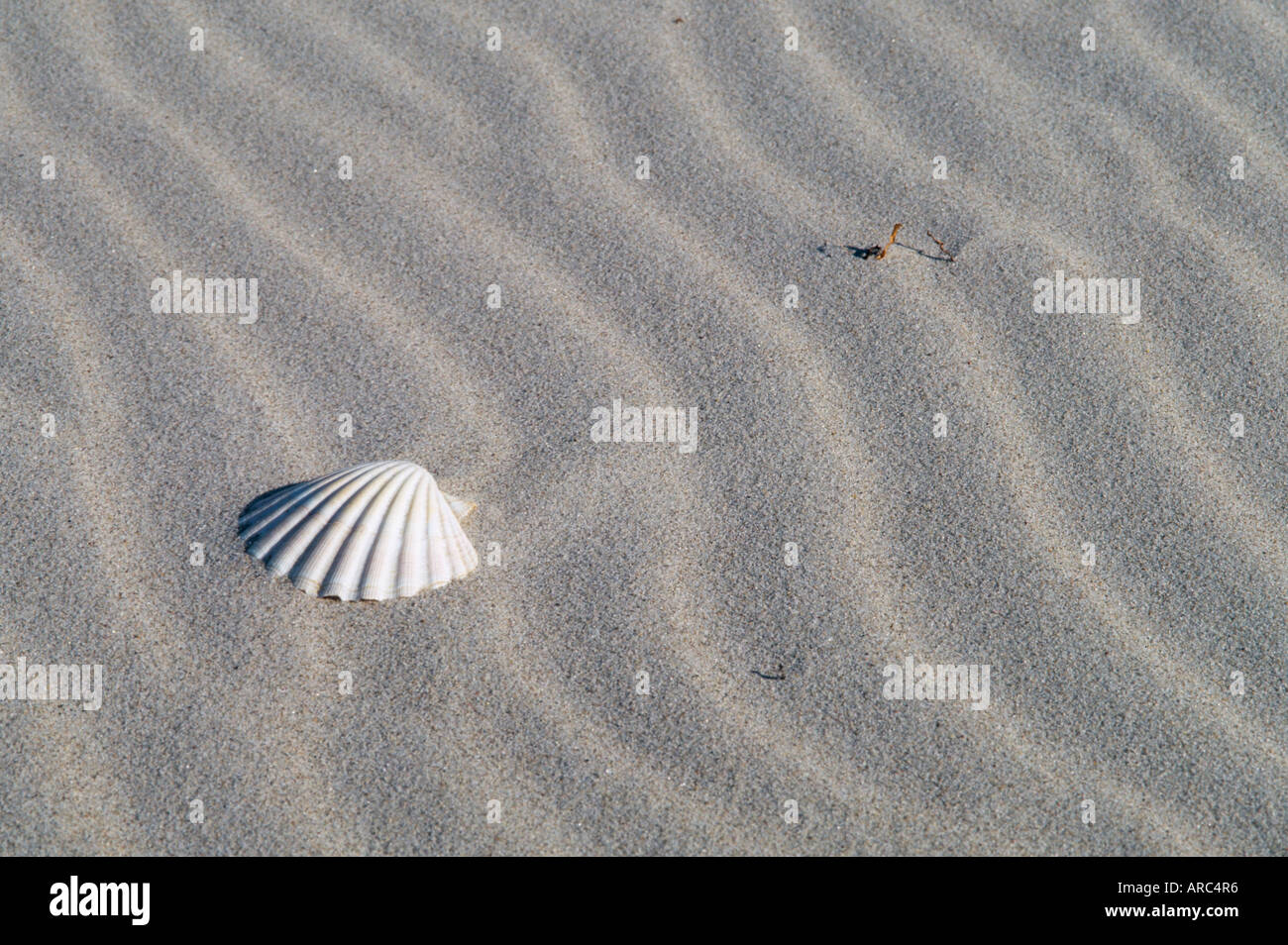 Into shell hi-res stock photography and images - Alamy
