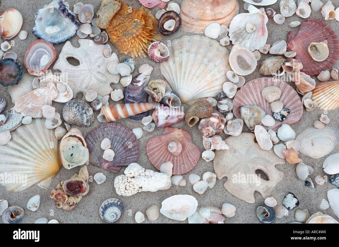 Shells on beach Stock Photo - Alamy