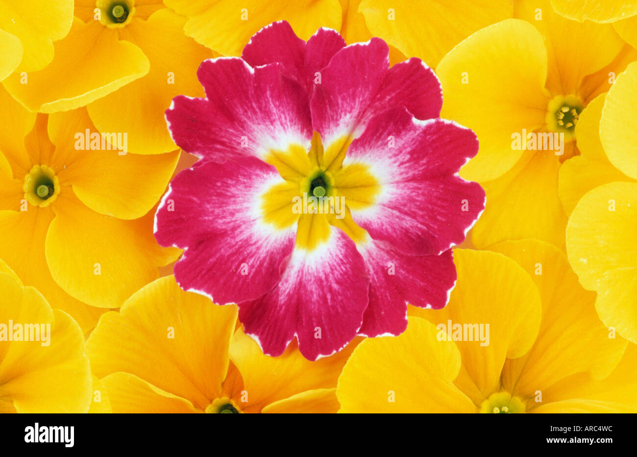 Primrose primula spec hi-res stock photography and images - Alamy