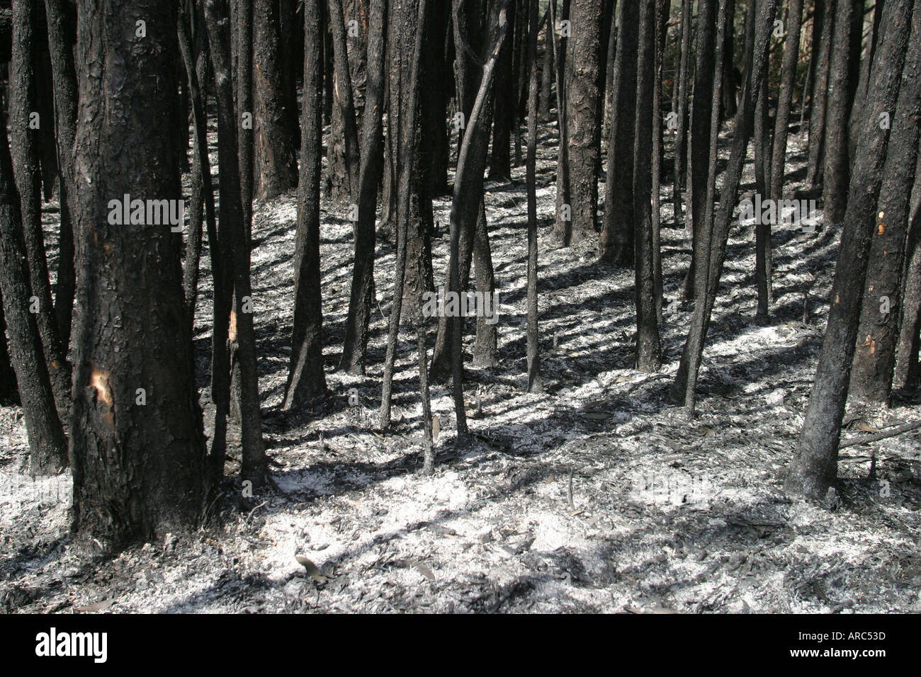 Miami Florida,Pennsuco,West Okeechobee Road,fire damaged trees ...