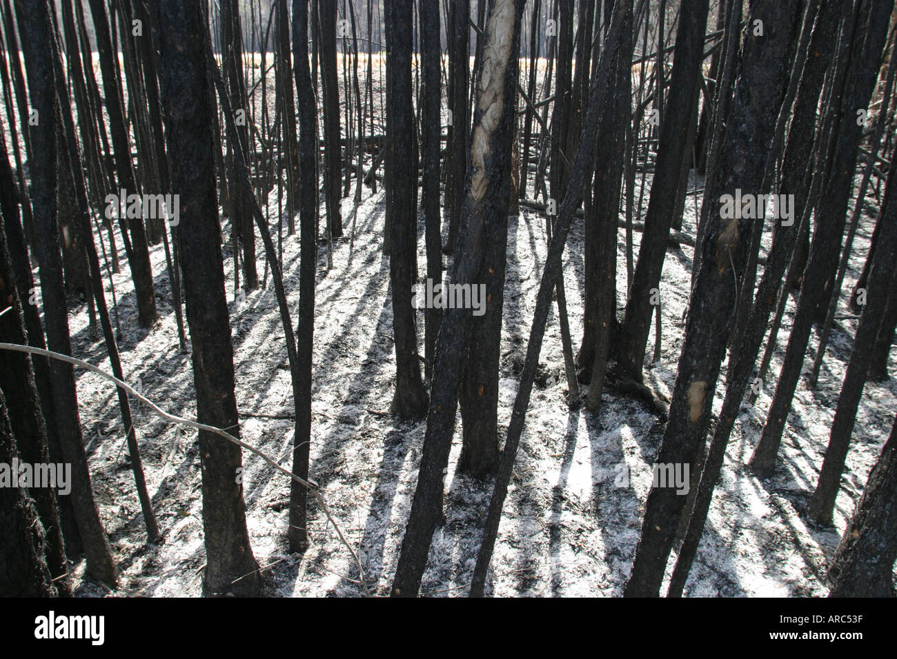 Miami Florida,Pennsuco,West Okeechobee Road,fire damaged trees ...