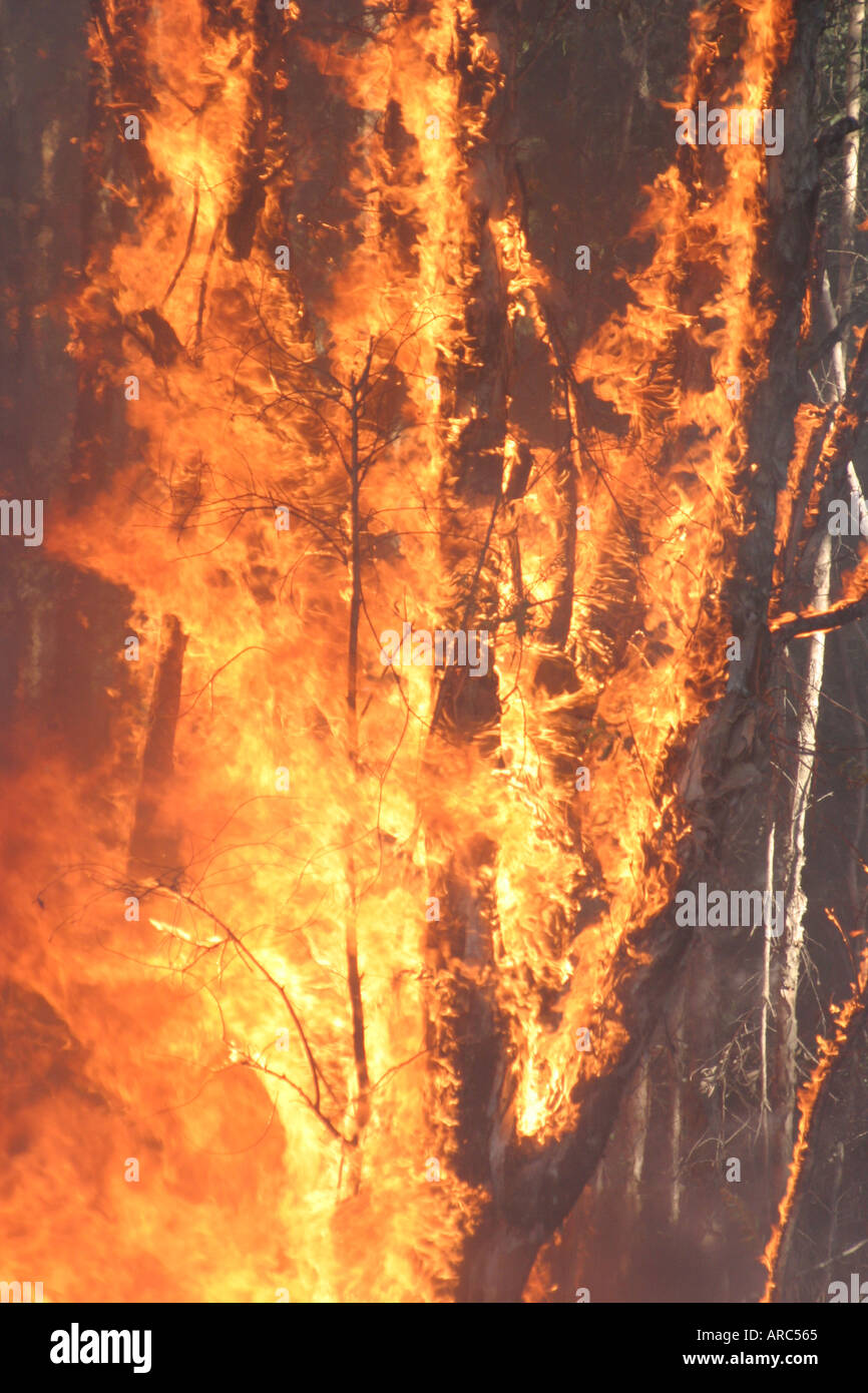 Miami Florida,Pennsuco,West Okeechobee Road,Everglades,fire,flame ...