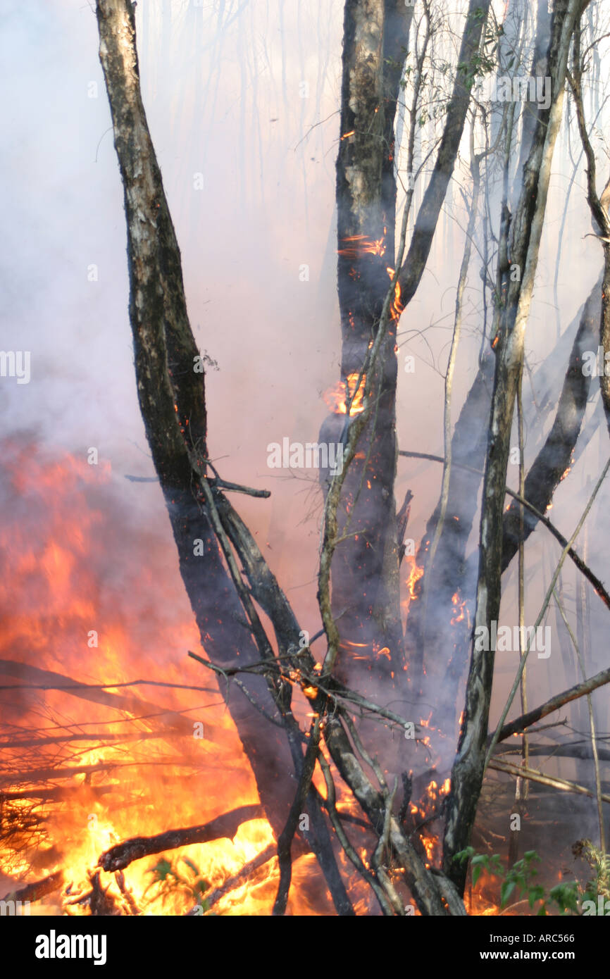 Miami Florida,Pennsuco,West Okeechobee Road,Everglades,fire,flame ...