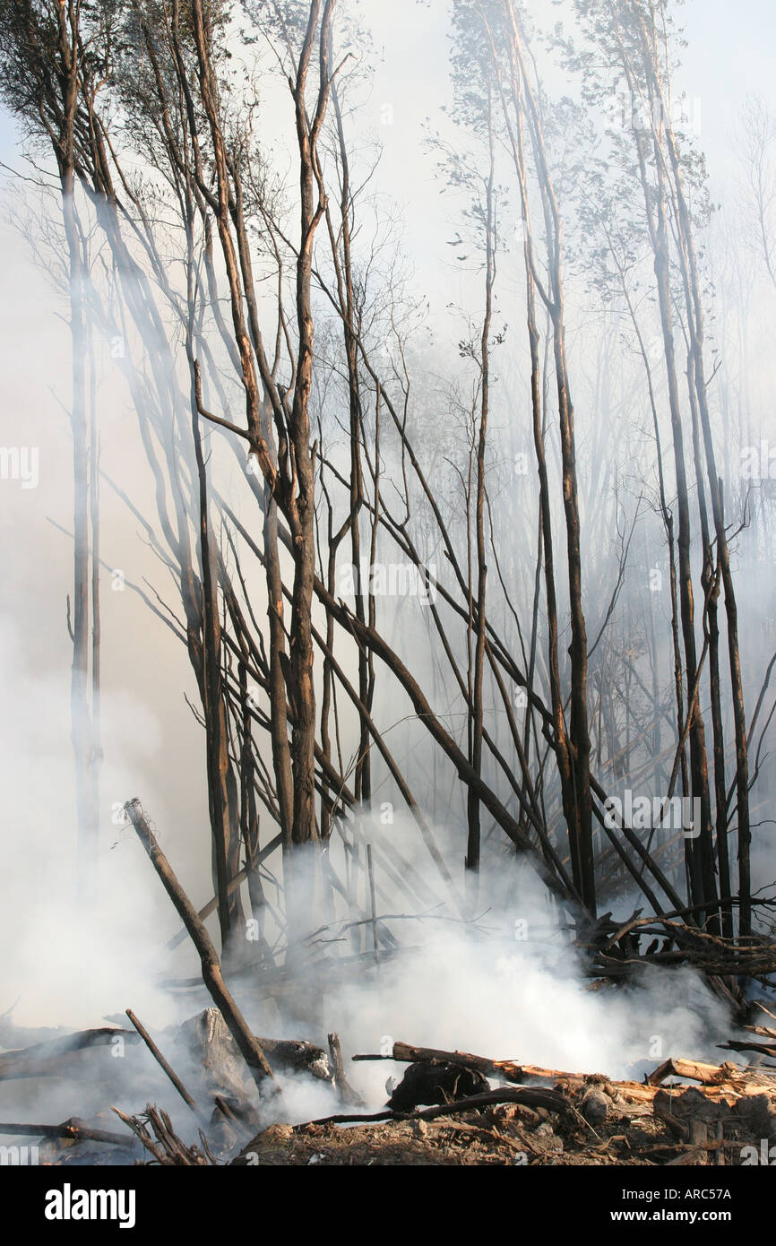 Miami Florida,Pennsuco,West Okeechobee Road,Everglades,fire,flame ...