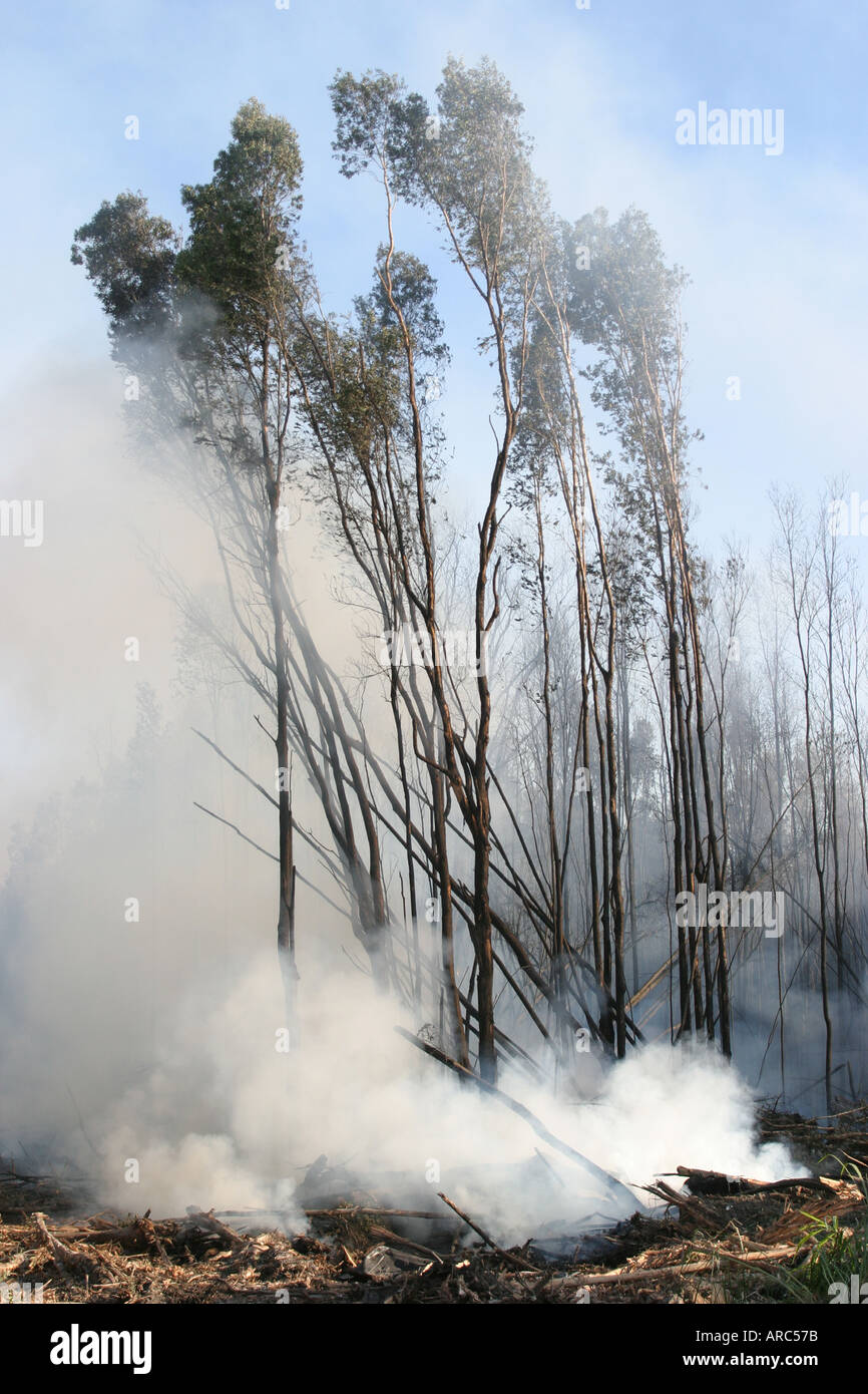 Miami Florida,Pennsuco,West Okeechobee Road,Everglades,fire,flame ...