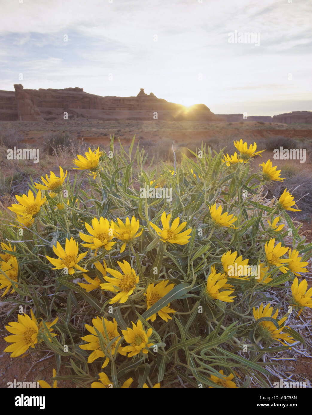 Ut flowers hi-res stock photography and images - Alamy