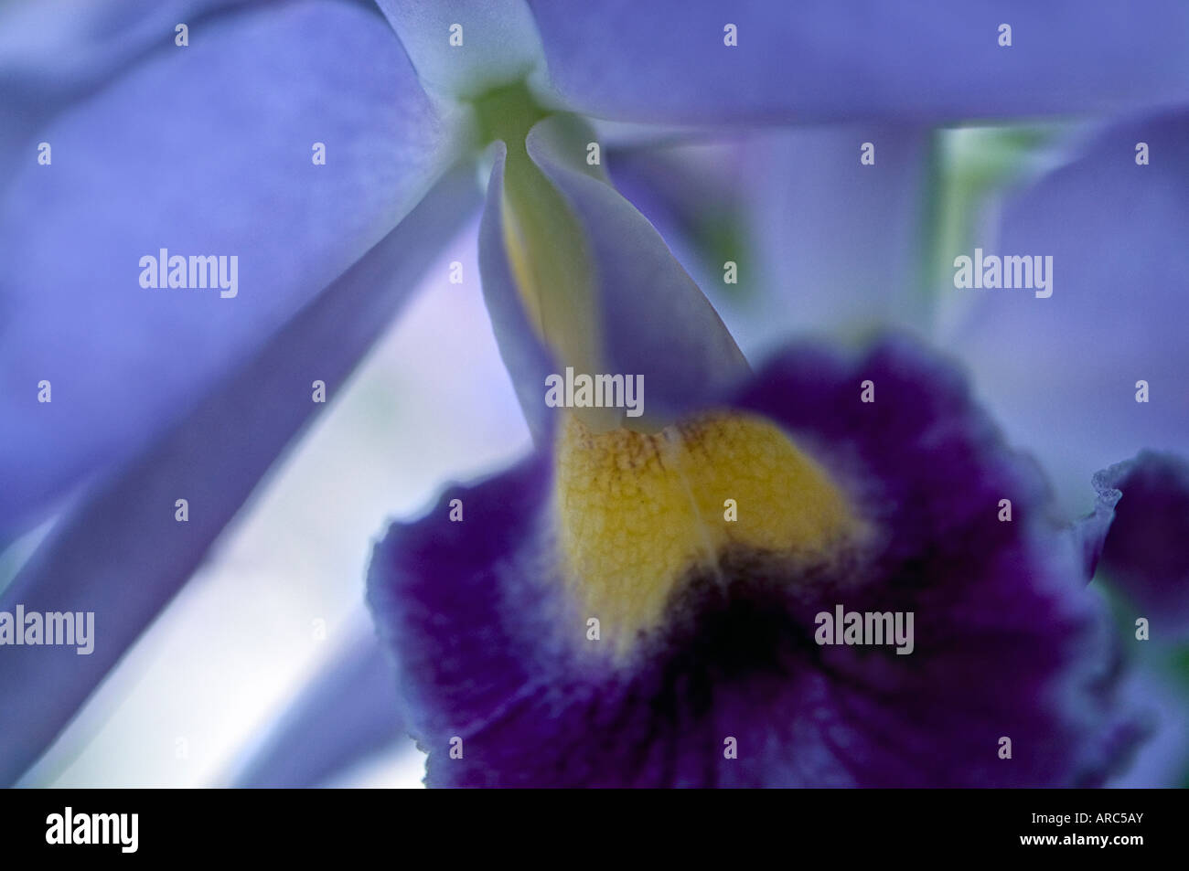 Cattleya orchid in blue hi-res stock photography and images - Alamy