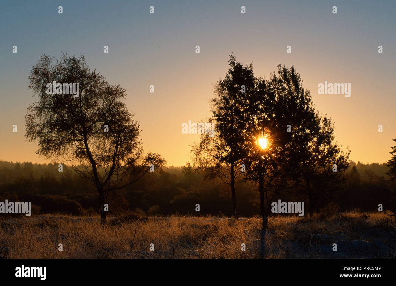 Group of birches hi-res stock photography and images - Alamy
