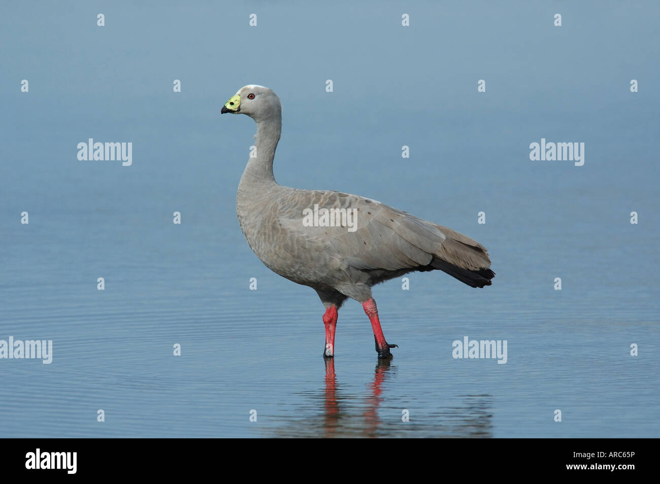 Endemic birds of australia hi-res stock photography and images - Alamy