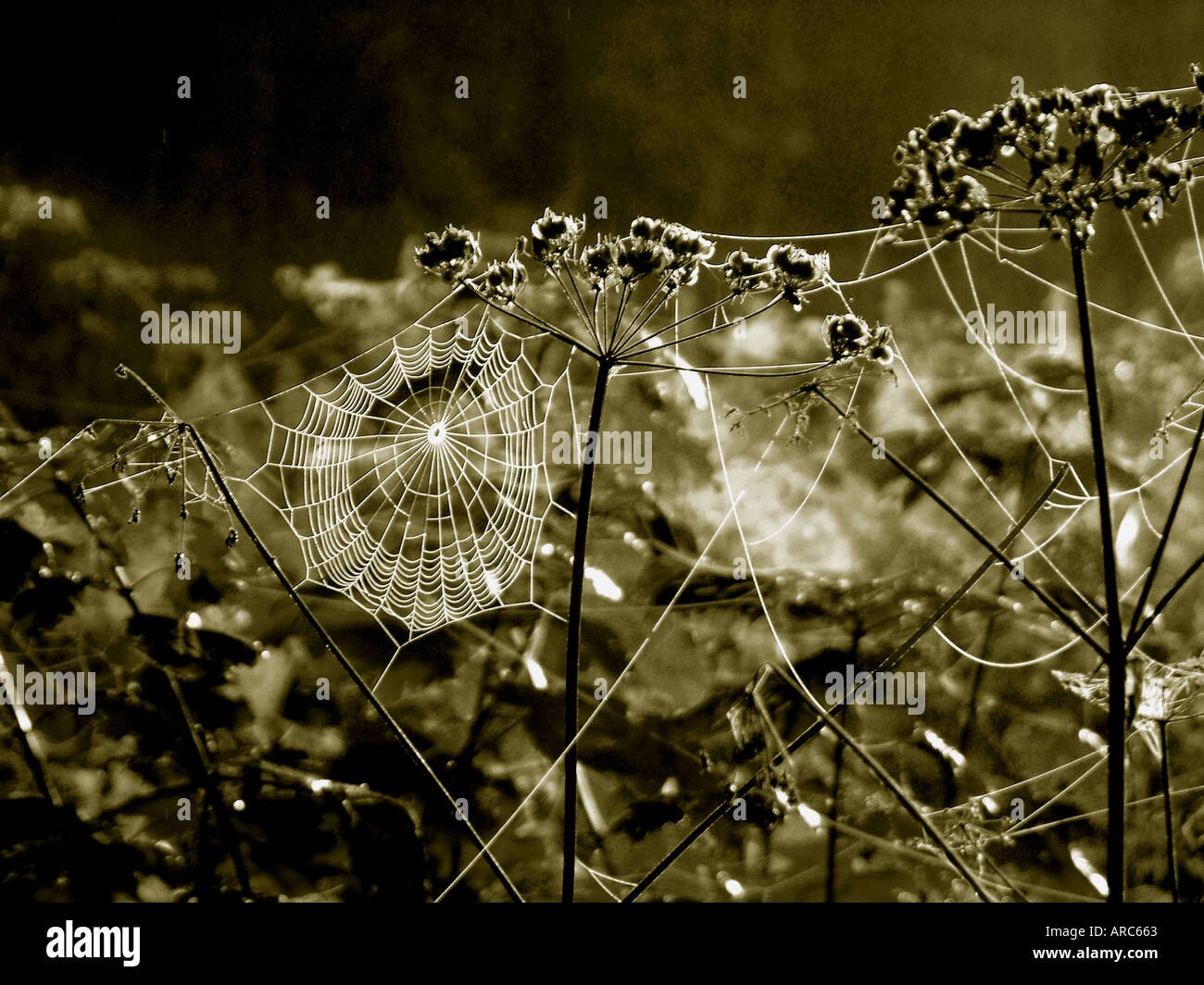 Spiders webs at dawn in Maybole Ayrshire Scotland UK Stock Photo - Alamy