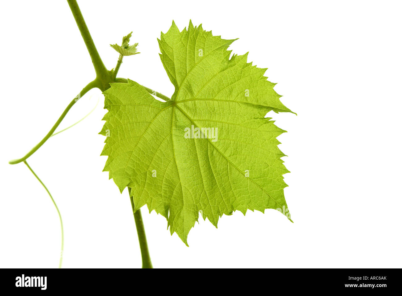 Green grape leaf isolated on white Stock Photo - Alamy