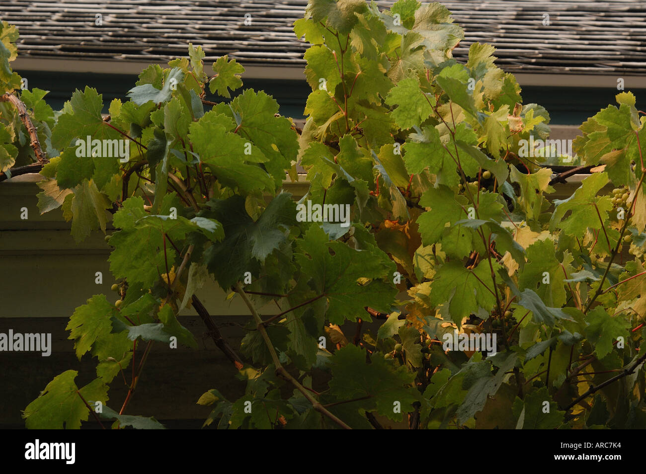 Wild grapevines hi-res stock photography and images - Alamy
