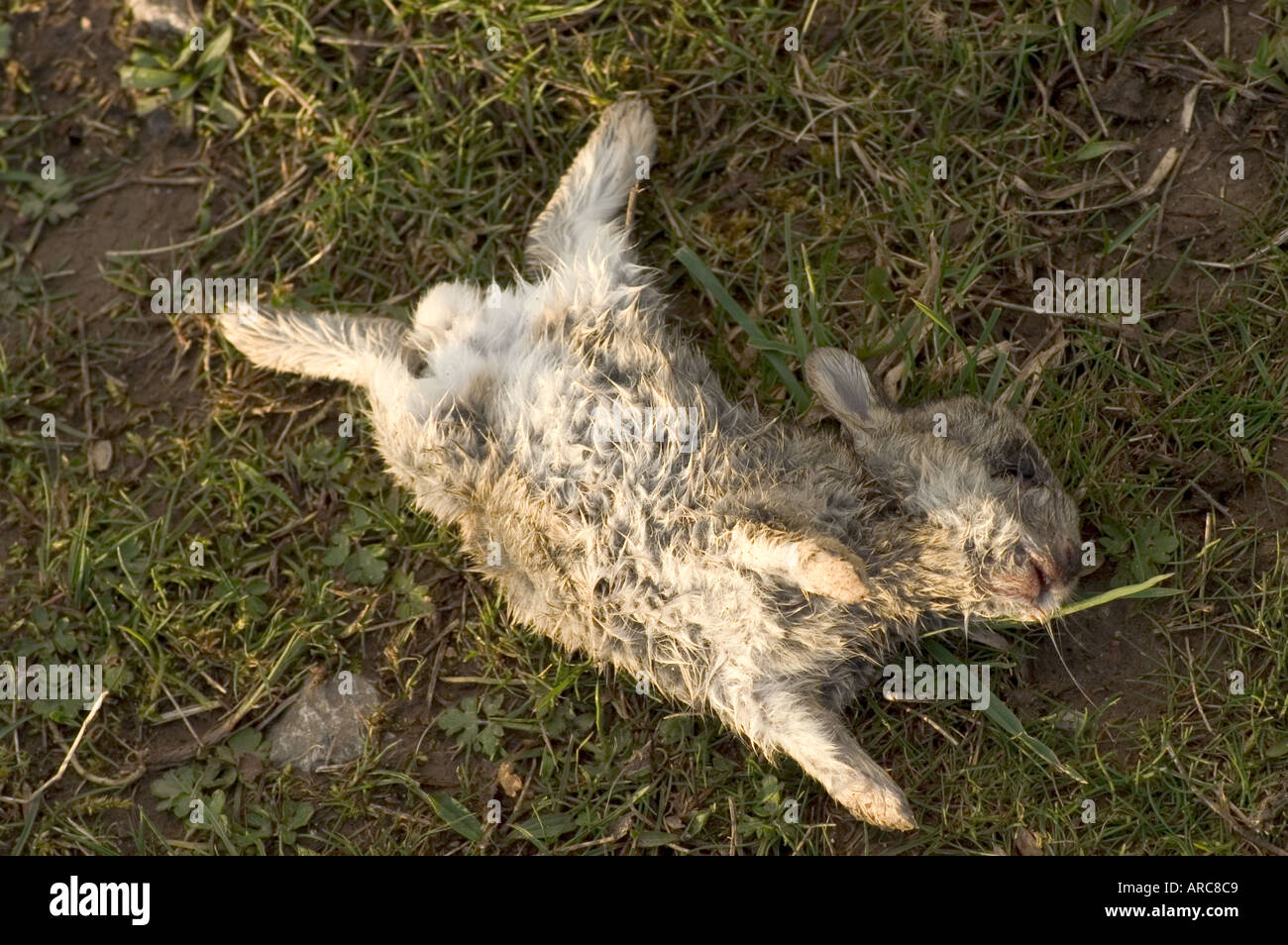 Dead rabbit on the Ridgeway bridal path Stock Photo - Alamy