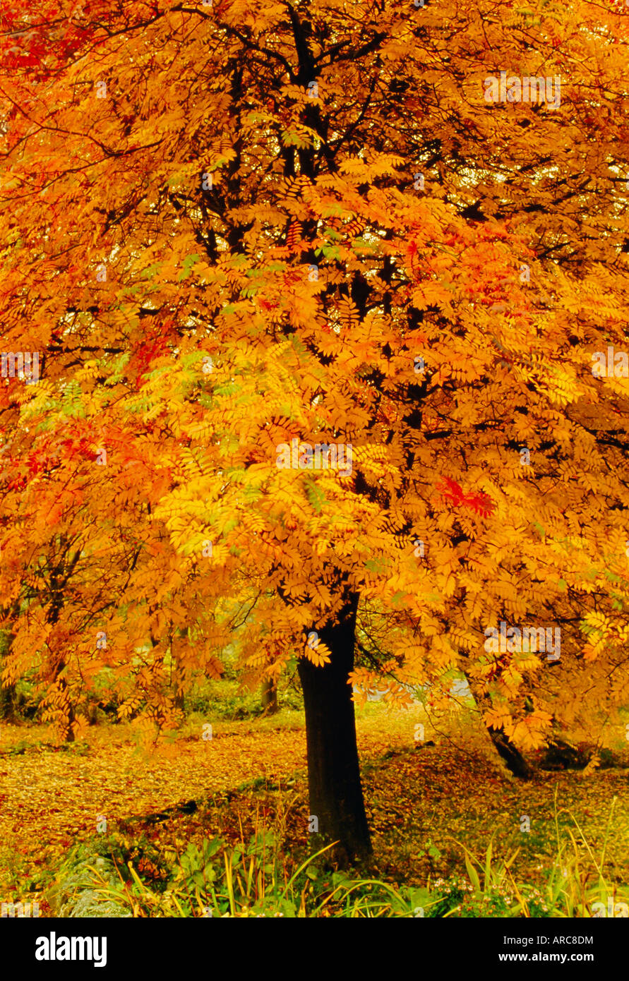 Ash tree autumn hi-res stock photography and images - Alamy