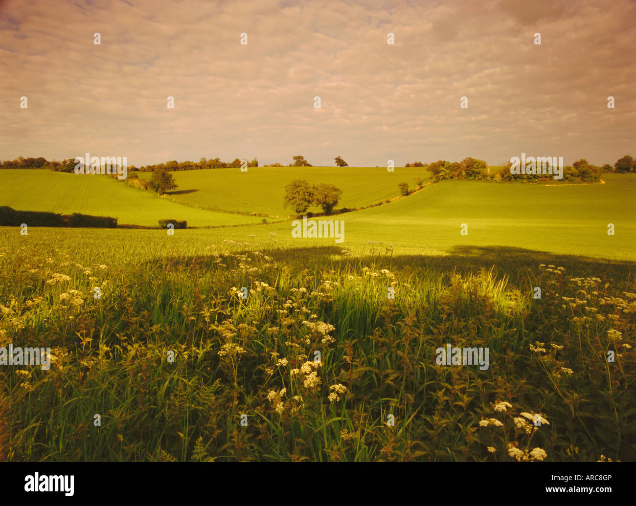 Spring wheat fields near Codicote, Hertfordshire, England, UK, Europe ...