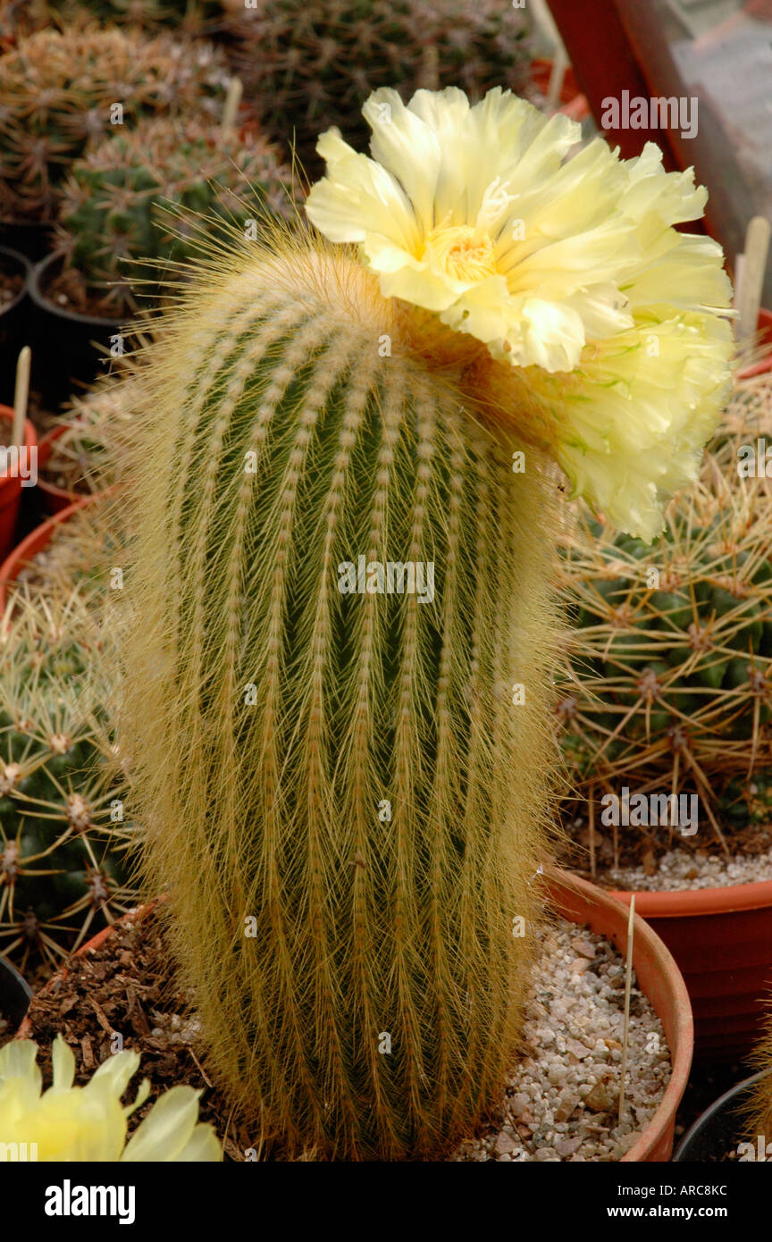 Notocactus leninghausii flowering cactus Stock Photo - Alamy
