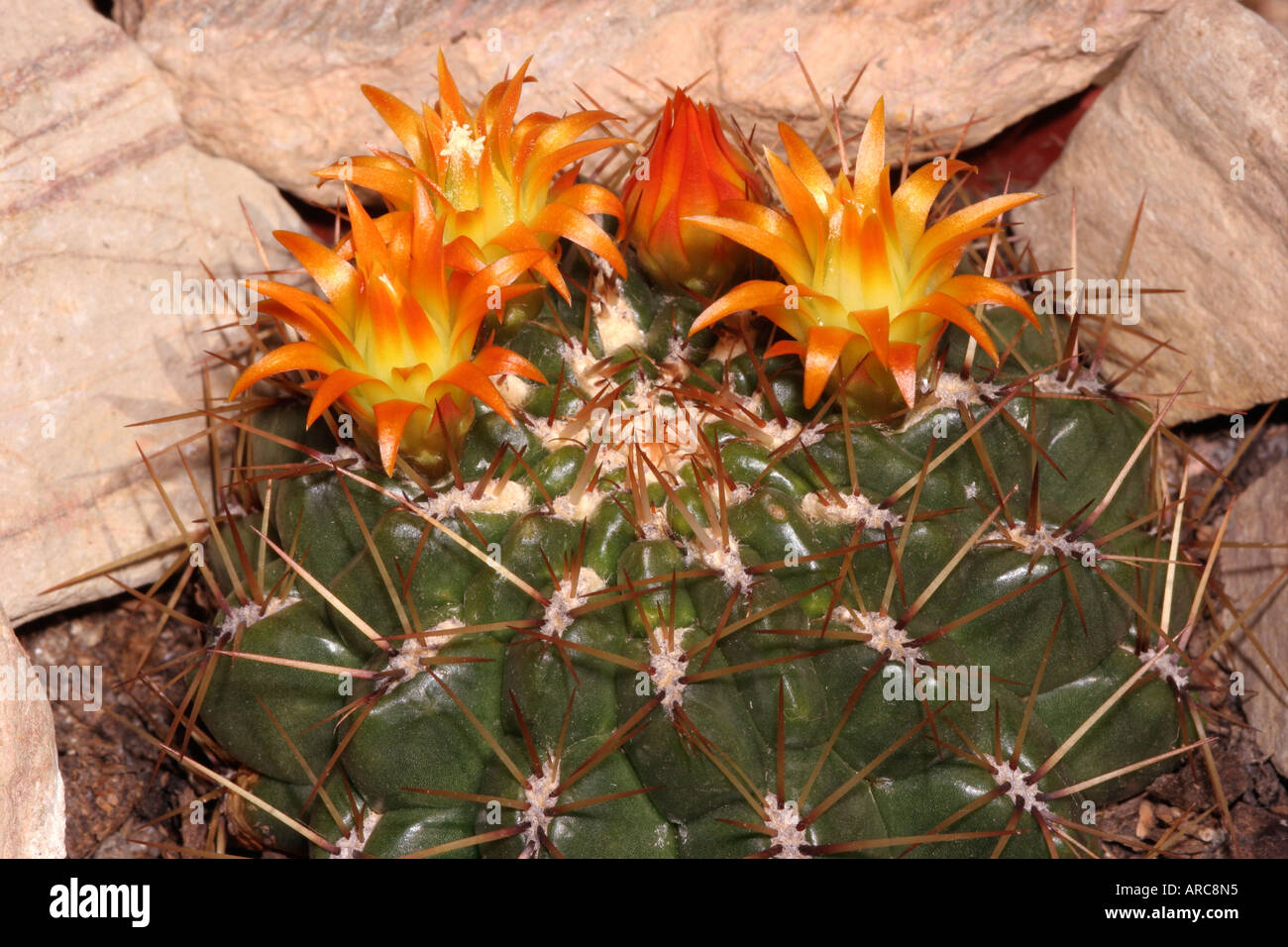 Oroya peruviana flowering cactus Stock Photo - Alamy