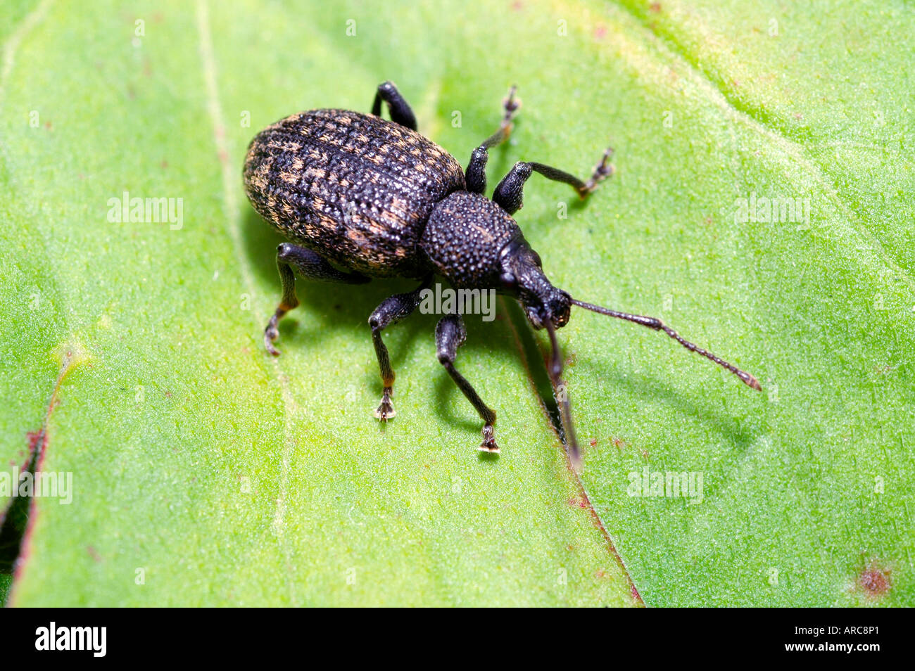 Vine weevils uk garden hi-res stock photography and images - Alamy