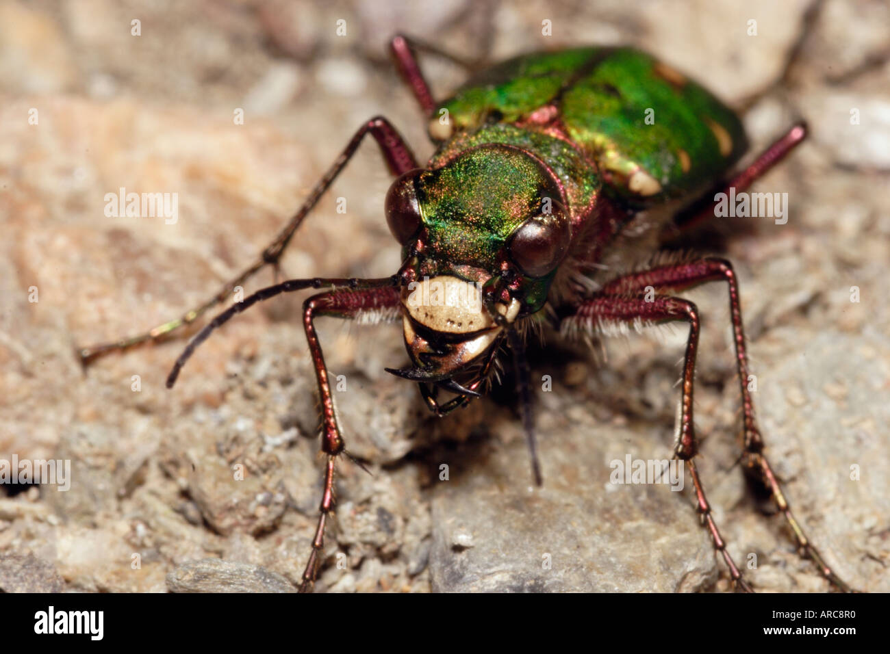 Green tiger beetle Cicindela campestris Cicindelidae UK Stock Photo - Alamy