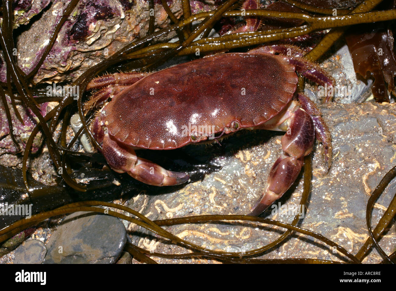 Edible crab Cancer pagurus exposed at low tide UK Stock Photo - Alamy