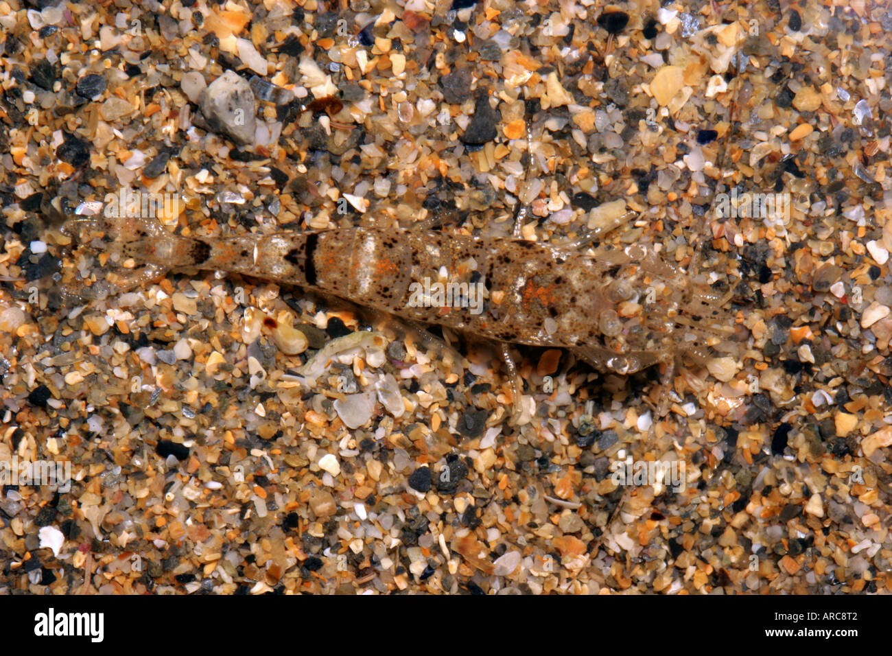 Brown shrimp (Crangon crangon) juvenile beautifully camouflaged on sand ...