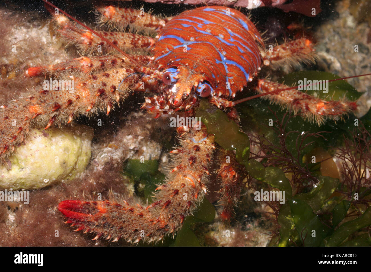 A squat lobster Galathea strigosa Galatheidae UK Stock Photo - Alamy