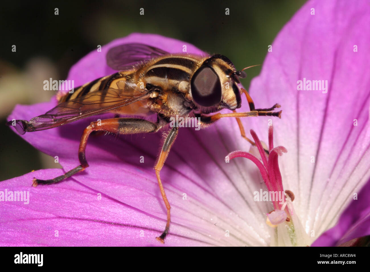 Common tiger hoverfly Helophilus pendulus Syrphidae female rubbing her ...
