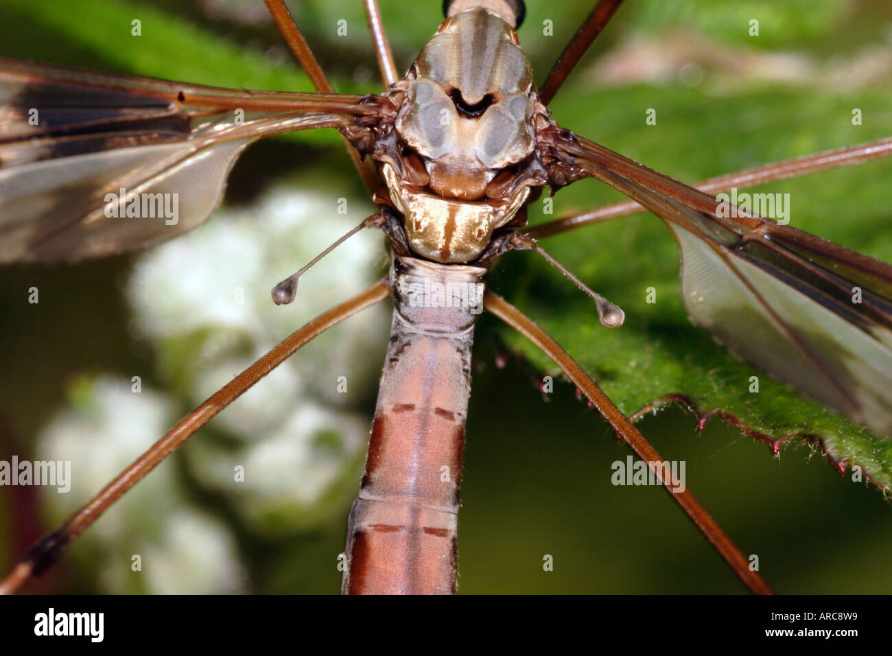Halteres hi-res stock photography and images - Alamy