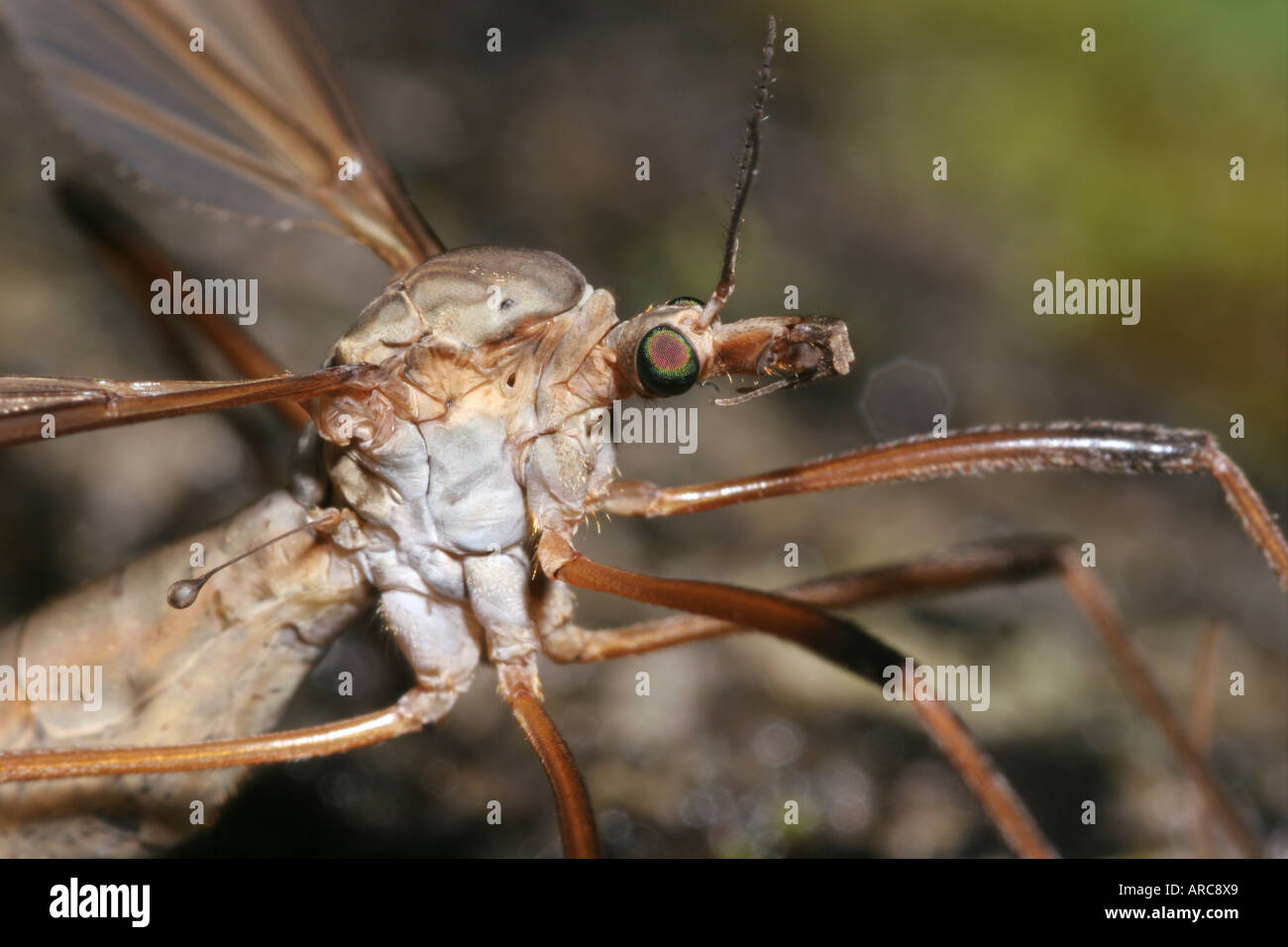 Insect diptera halteres hi-res stock photography and images - Alamy