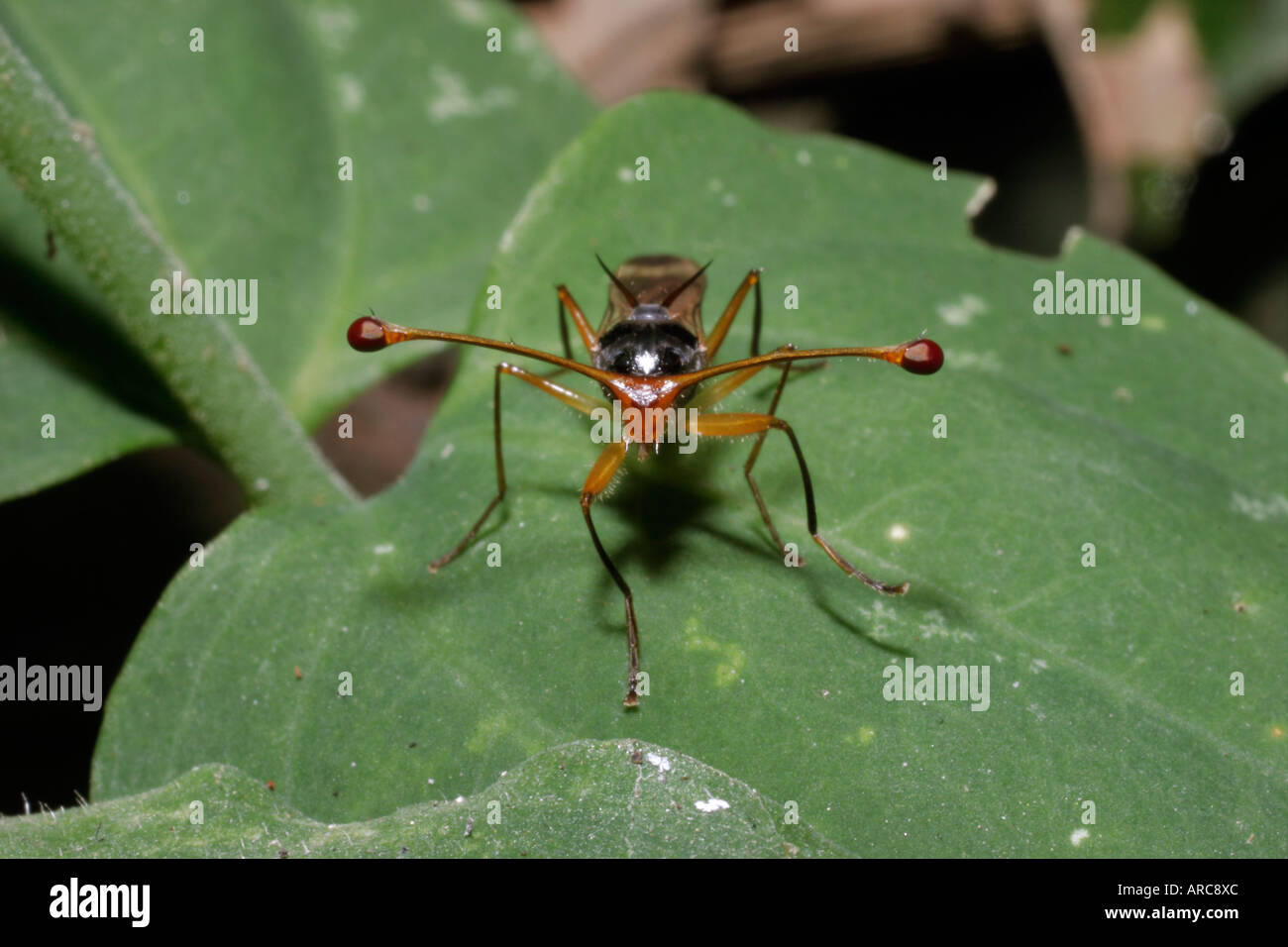 Stalk eyed fly Diopsidae in rainforest Togo Stock Photo - Alamy