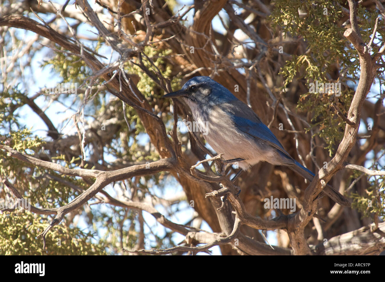Dead Blue Jay High Resolution Stock Photography and Images - Alamy